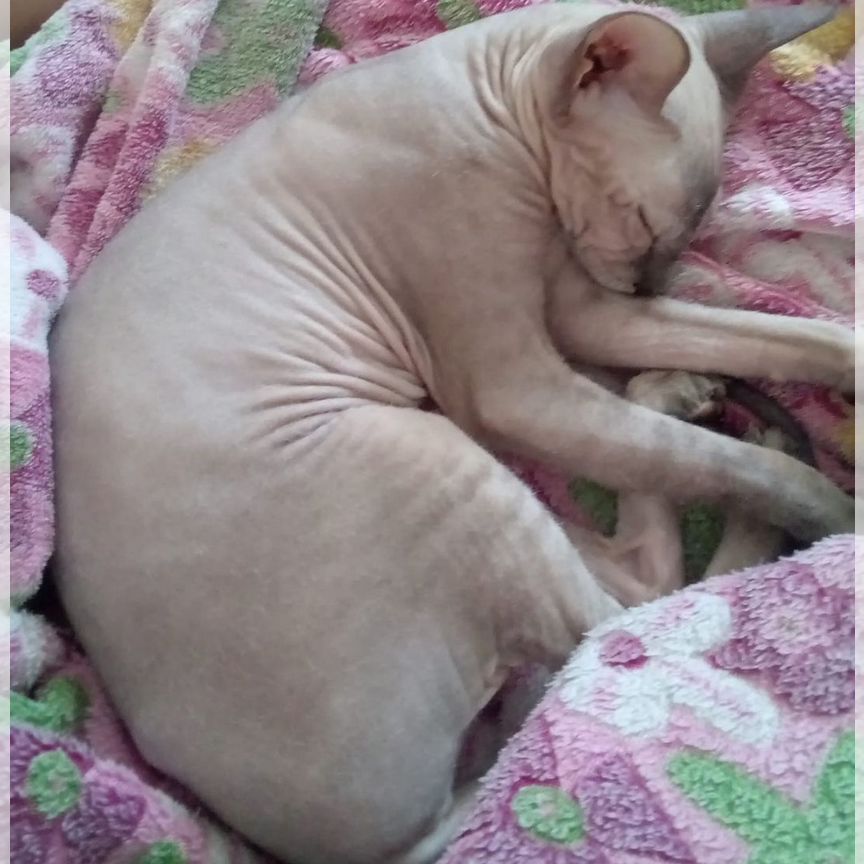 Сфинкс донской велюр