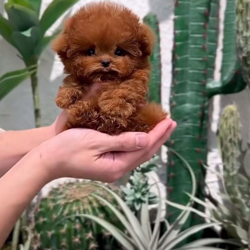 Мальтипу, щенок