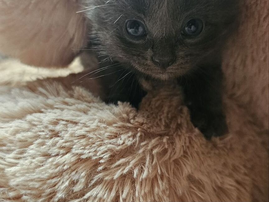 Британские котята