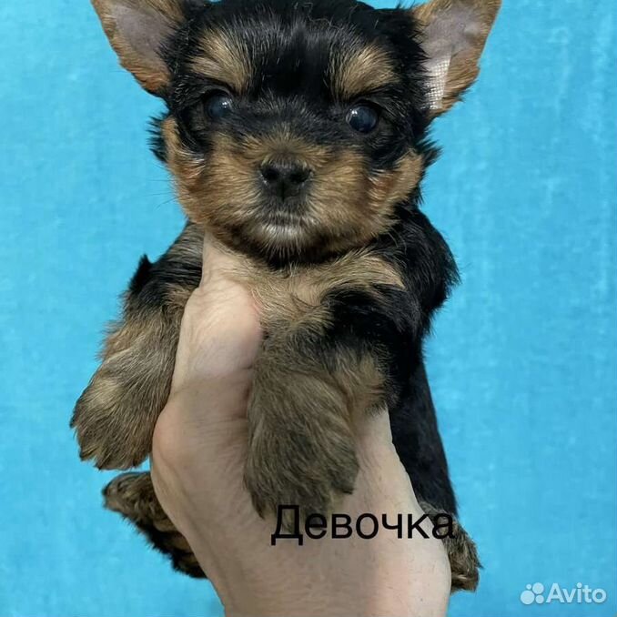 Йоркширский терьер щенки большой выбор окрасов