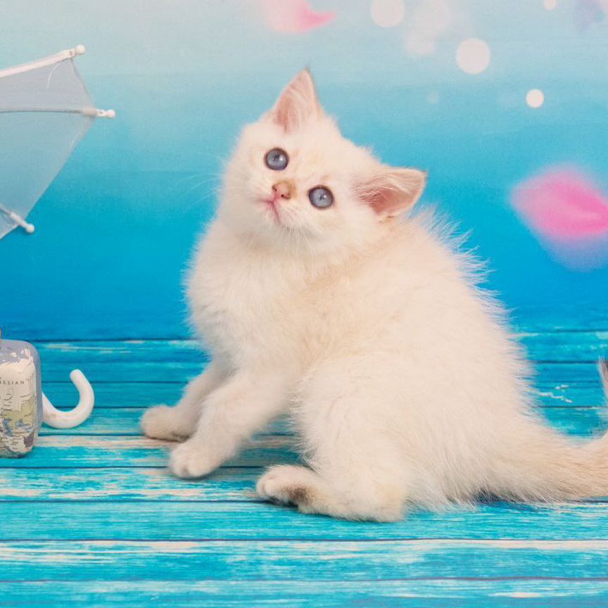 Британский короткошёрстный котёнок