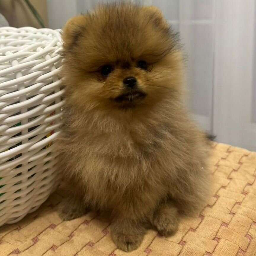 Померанский шпиц, щенок
