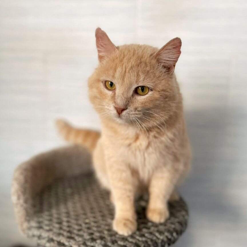 Кот ласковый пухляш
