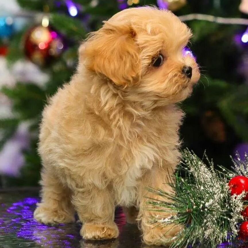 Мальтипу, щенок