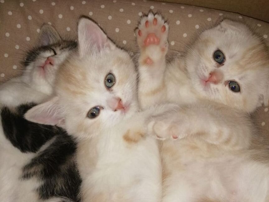 Шотландские котята