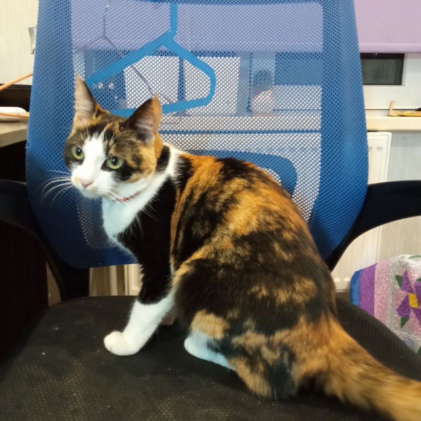 Пристрою кошку