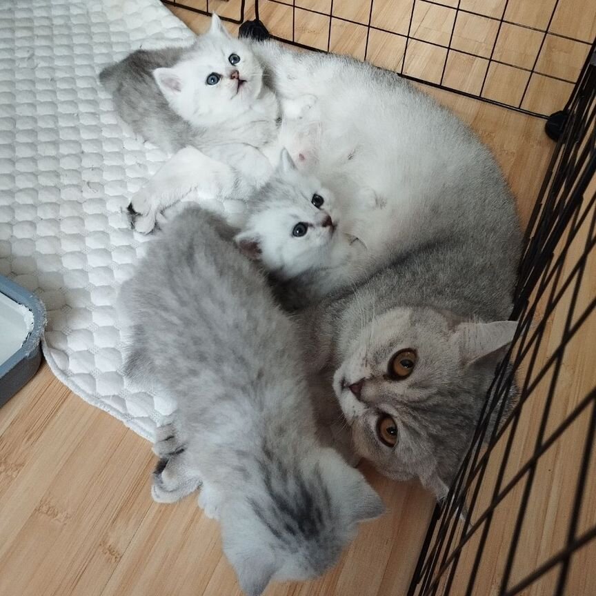 Шотландский прямоухий короткошёрстный котёнок