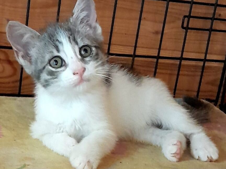 Котенок умник