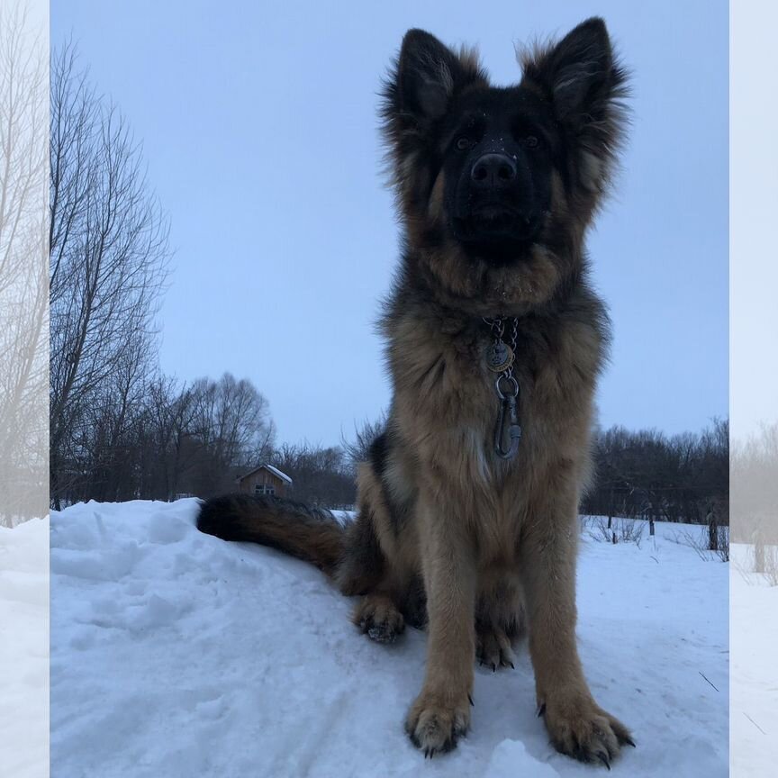 Немецкая овчарка