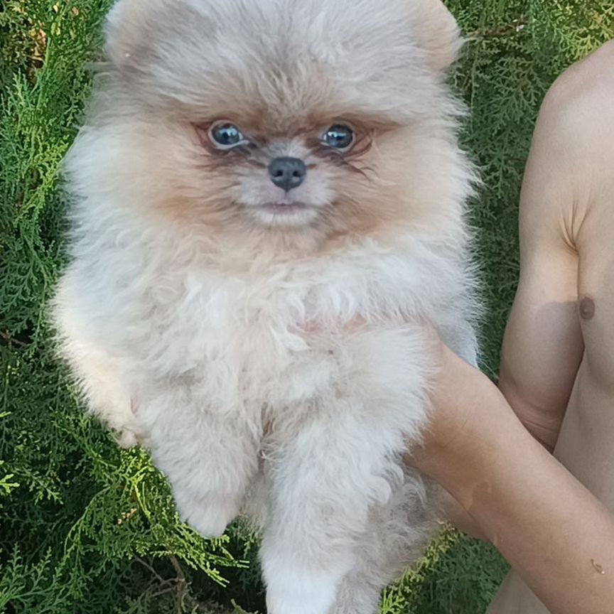 Померанский шпиц