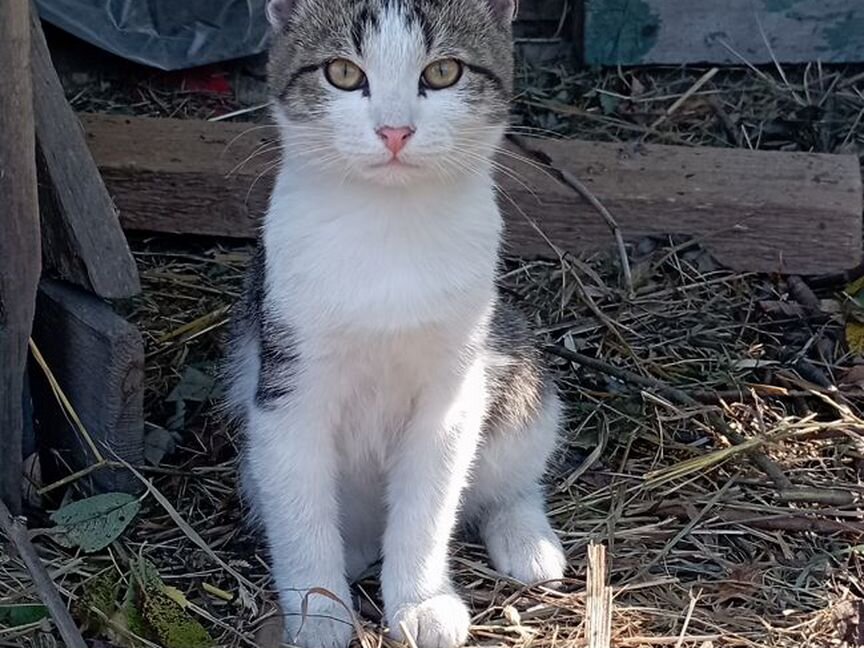 Котенок в любящие ручки