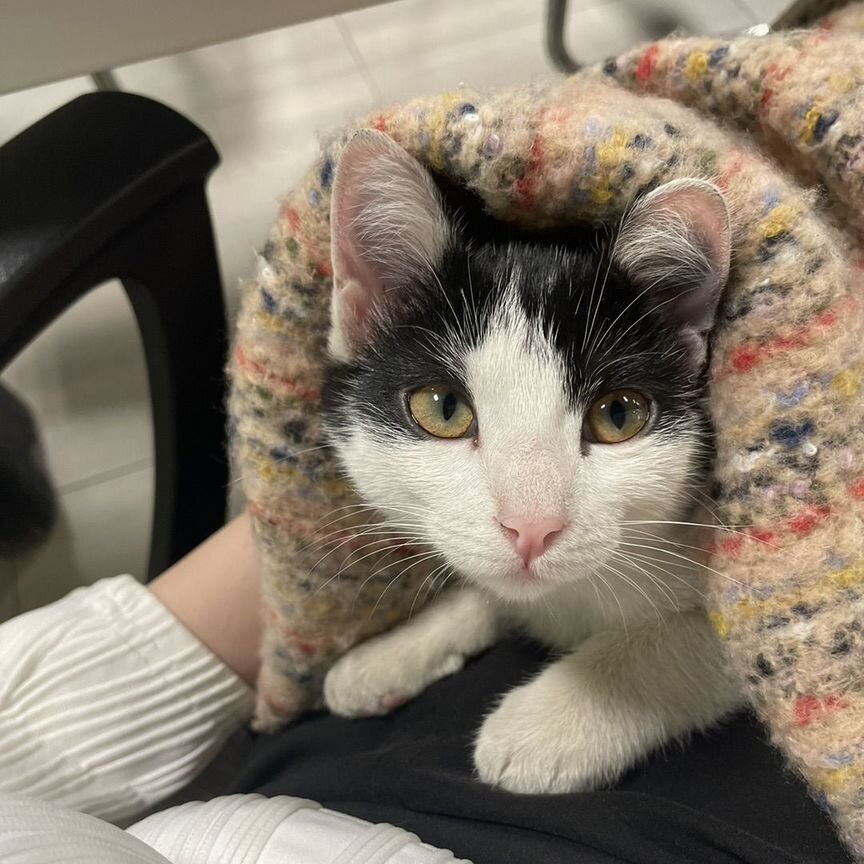 Возьму котенка бесплатно