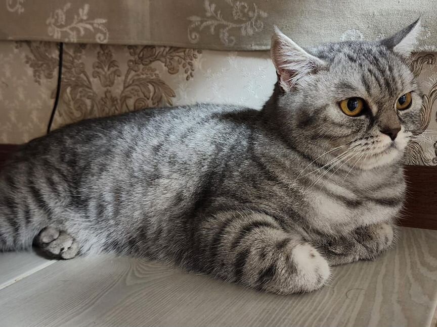 Кошка Боня в добрые руки