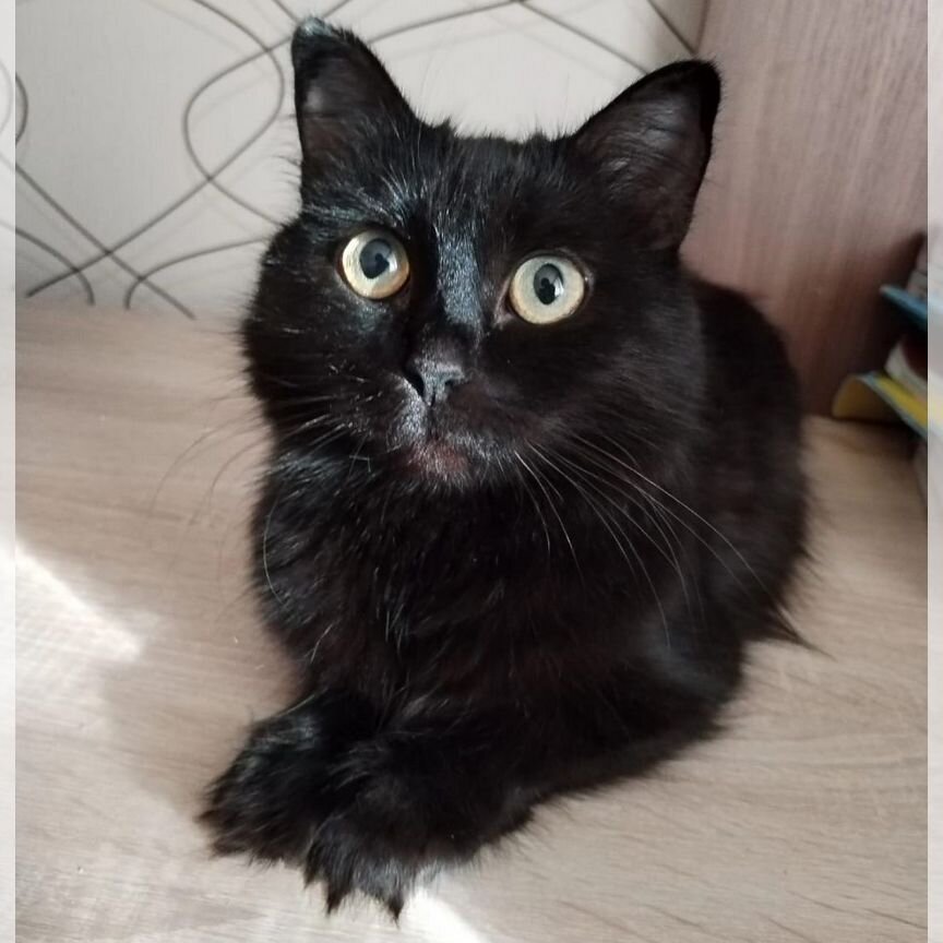 Шикарная молодая кошечка