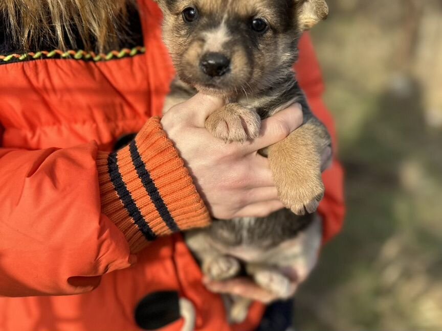 Щенок от маленькой собачки в добрые руки