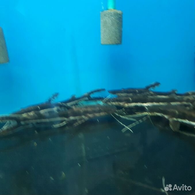 Экзотика. Краснохвостый сом и другие редкие сомы