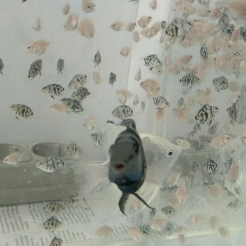 Аквариумные рыбки