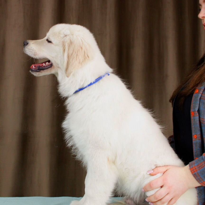 Щенки золотистого ретривера