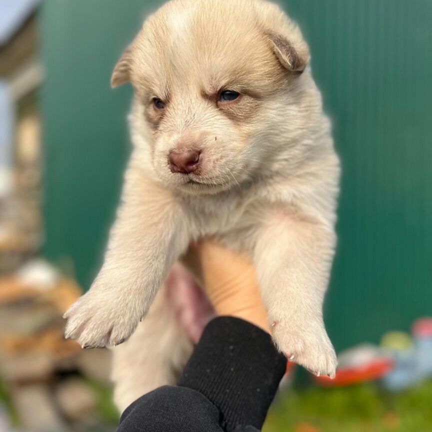 Сибирский хаски, щенок