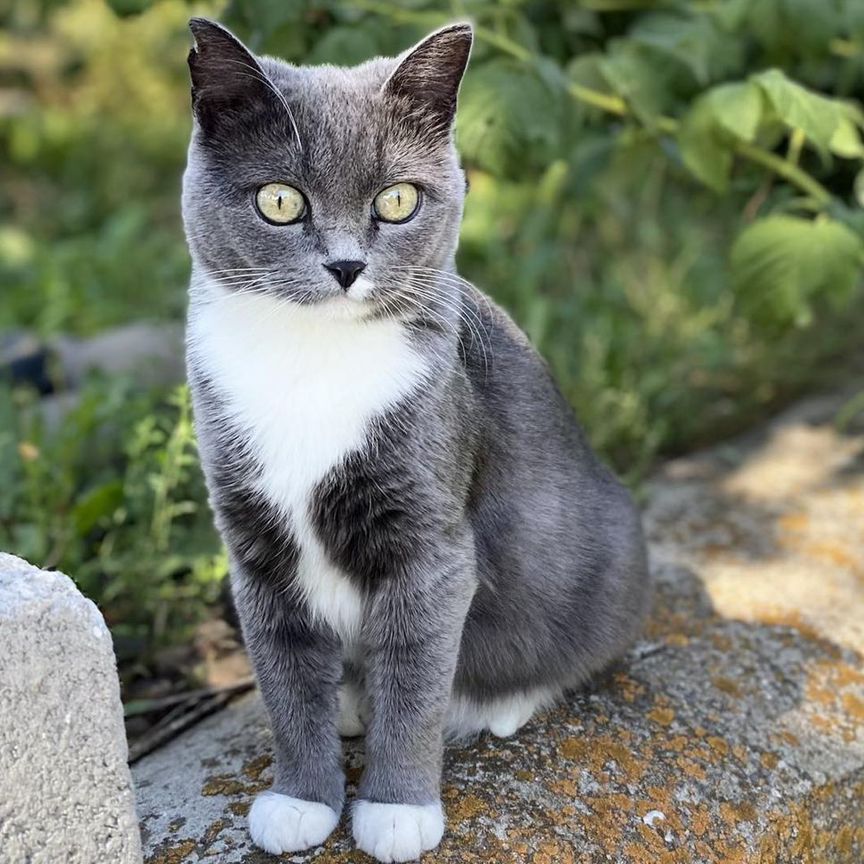 Кошка Пампуша ищет любящую семью