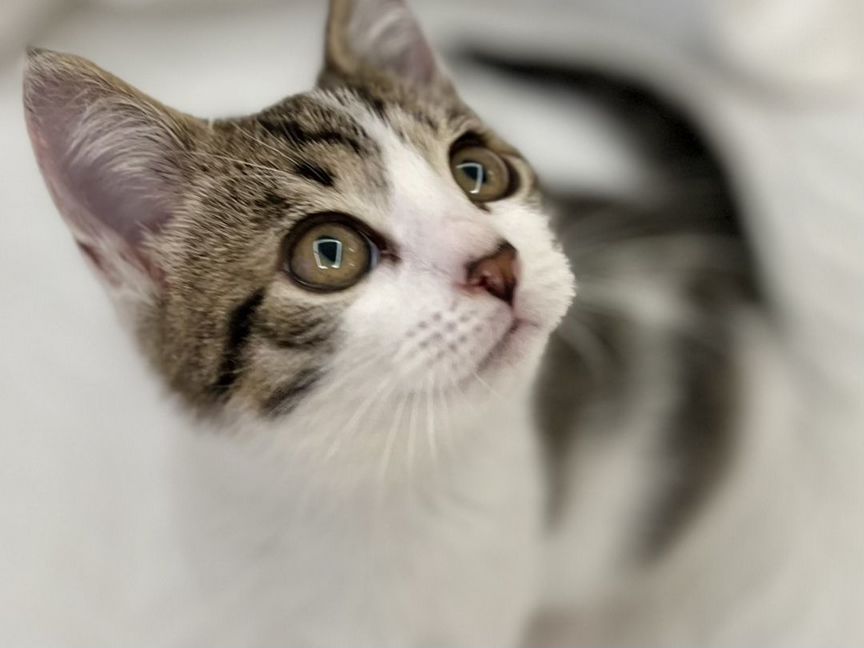 Котенок 2,5 месяца - ангелочек Элвис
