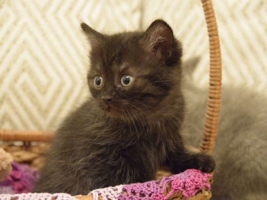 Ищу доброго и заботливого хозяина