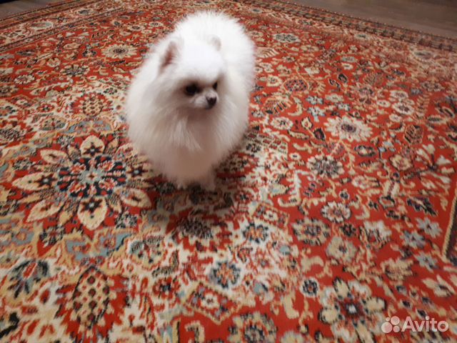 Белый померанский шпиц. Девочка 2 года