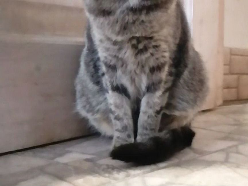Кошка в добрые руки
