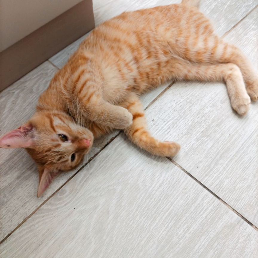 Рыжий котенок мальчик