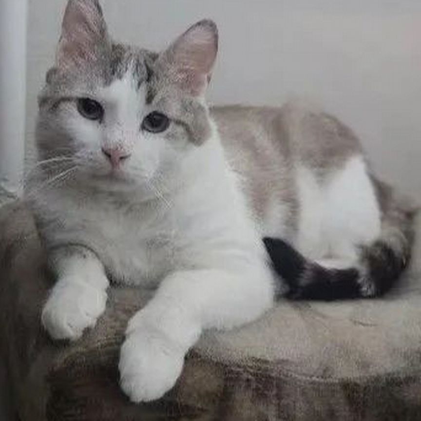 Взрослый кот в добрые руки