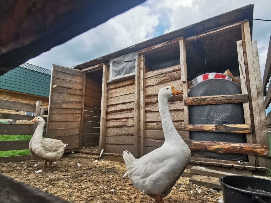 Продам гуся и гусыню порода Линда