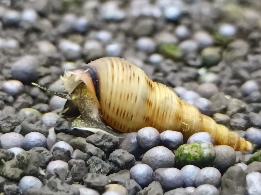 Улитки мелании