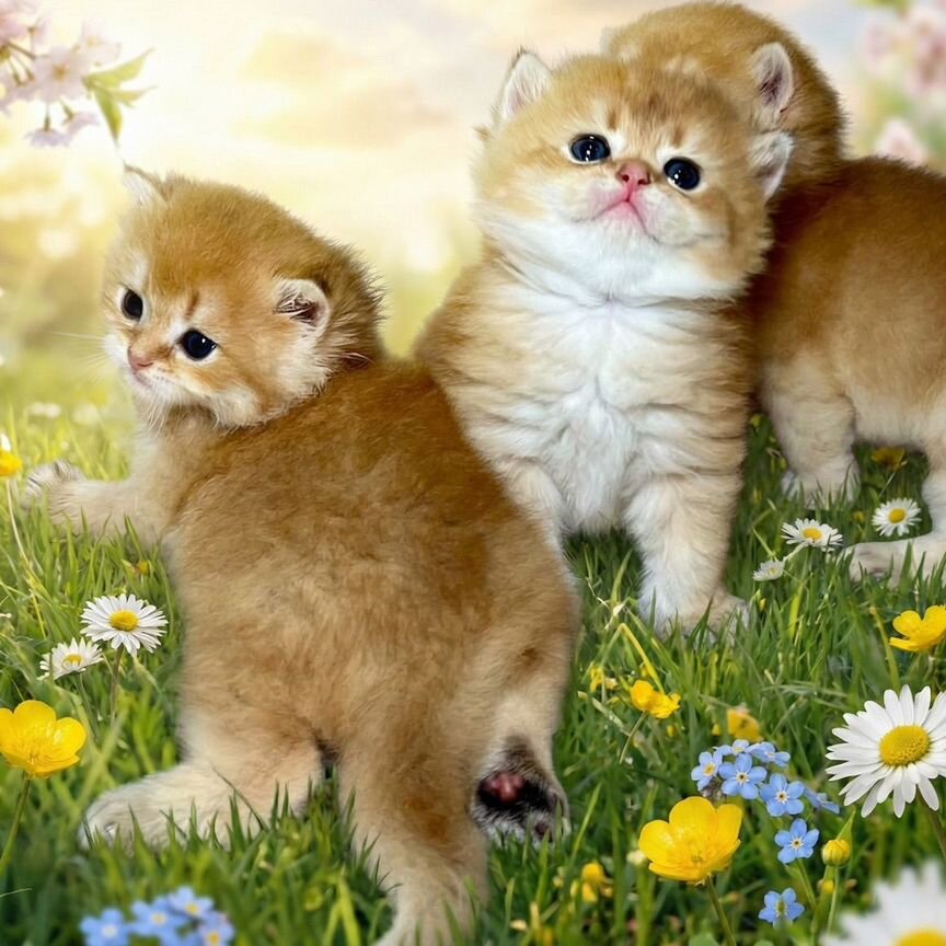 Британский короткошёрстный котёнок