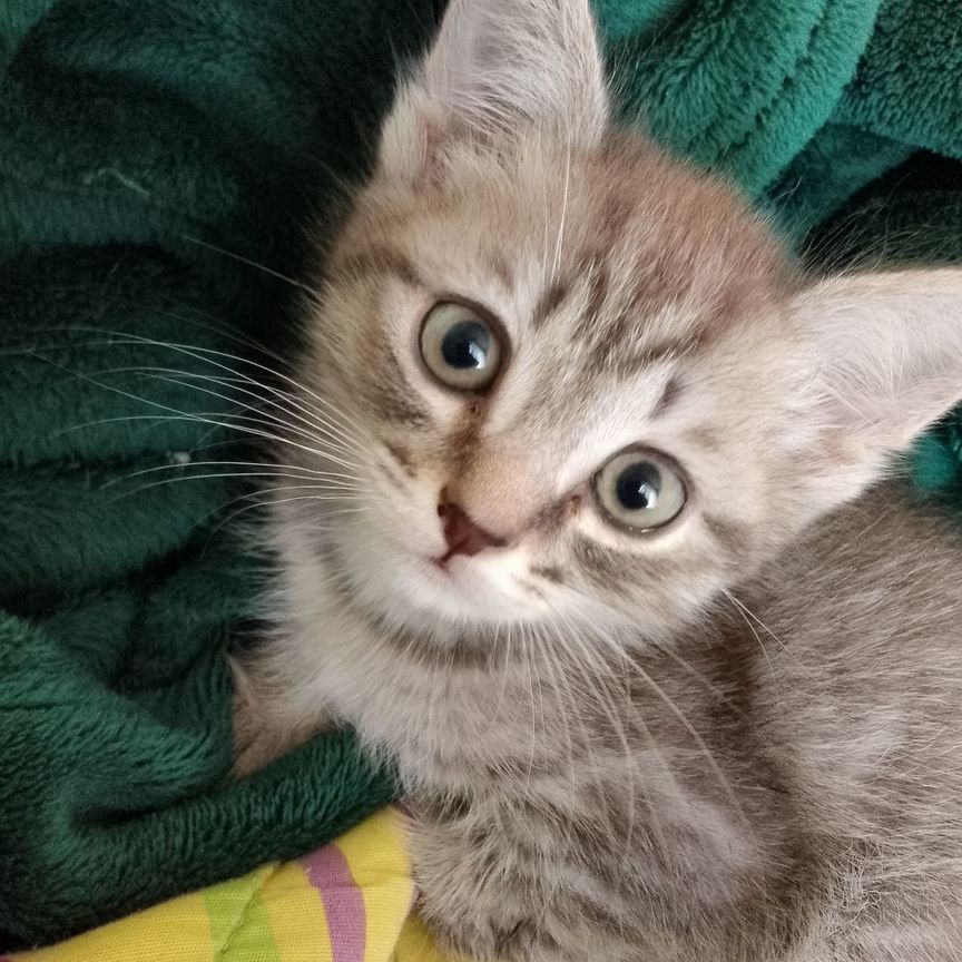Отдам котеночка
