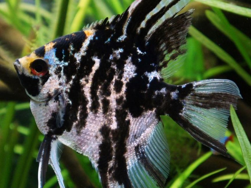 Продам Крупных скалярий