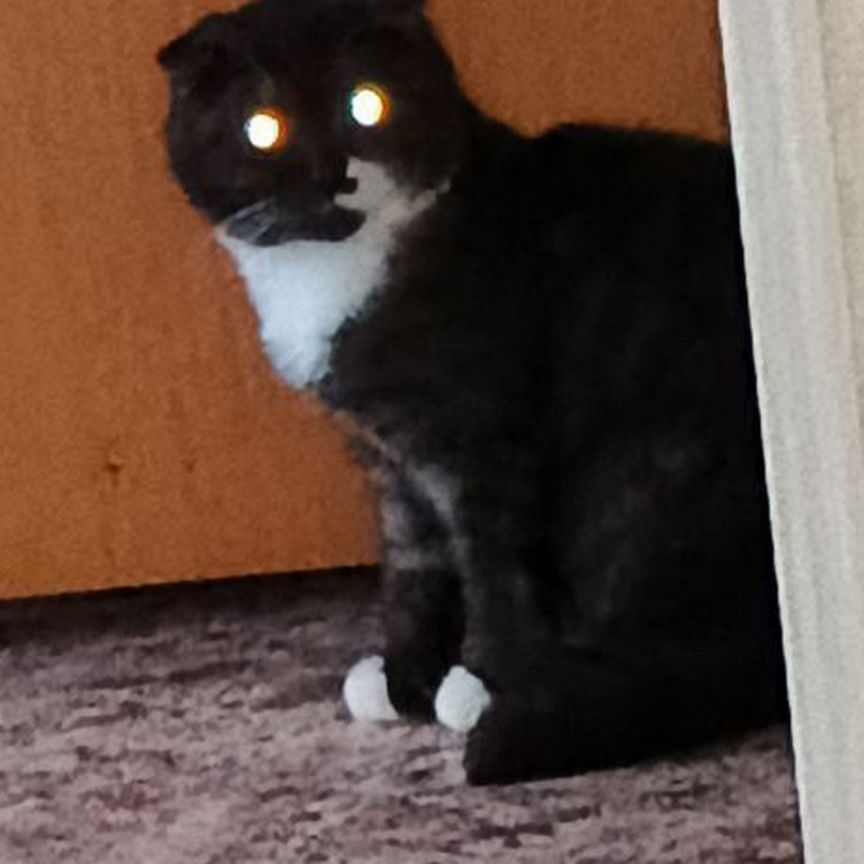 Британский короткошёрстный котёнок