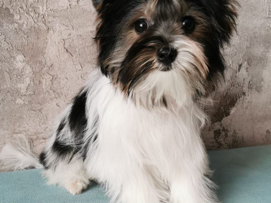 Бивер девочка