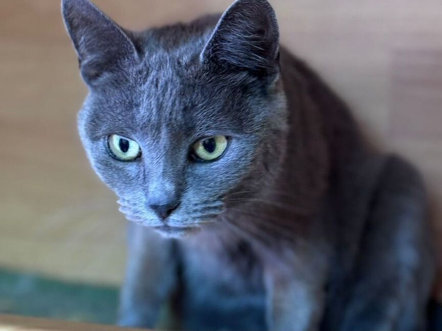 Отдам серую кошку из приюта Некрасовка