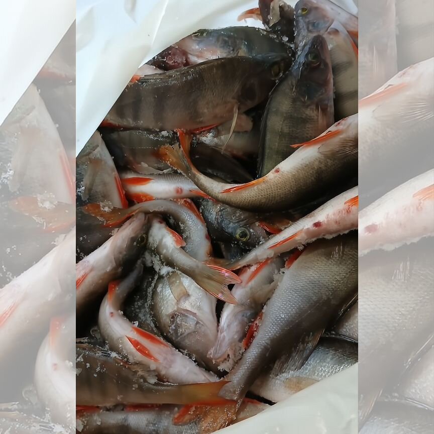 Свежий, чищенный