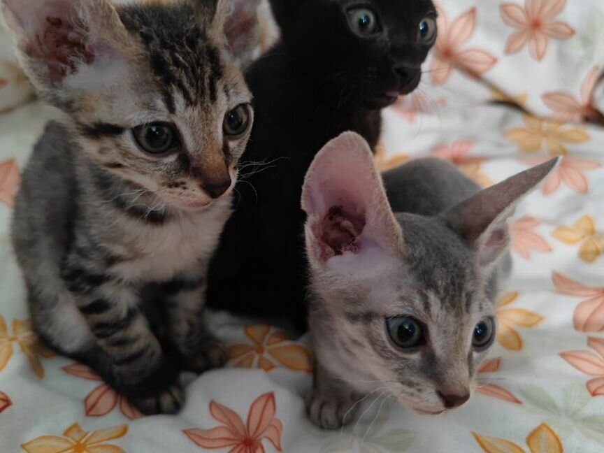 Помесь котята сфинкс