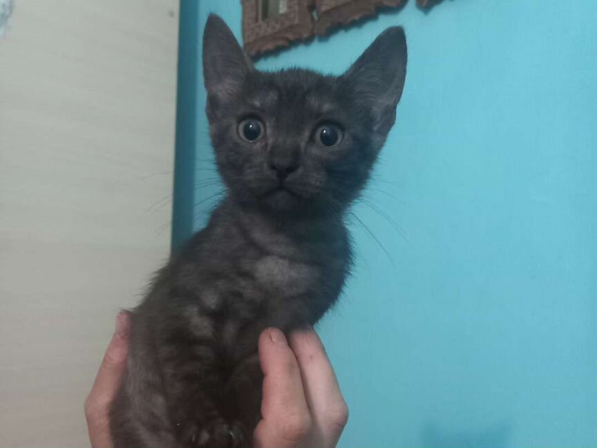 Отдам котят в добрые руки