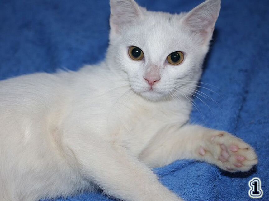 Белый домашний гладкий котенок
