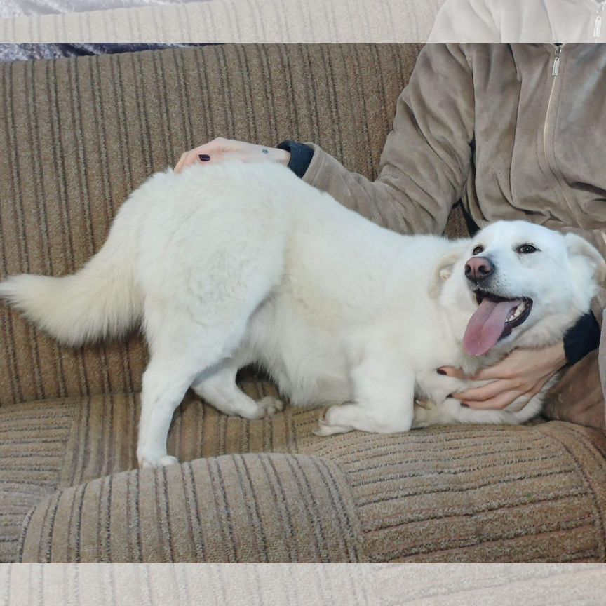 Взрослая собака в добрые руки