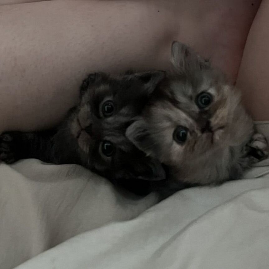 Котята