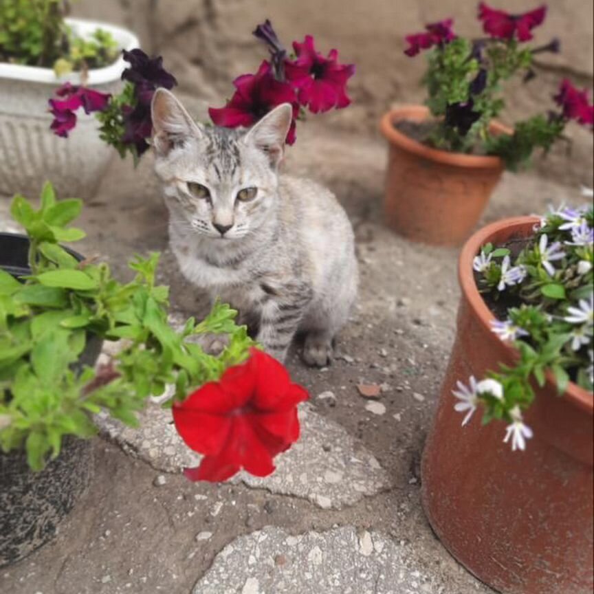 Котёнок в добрые руки