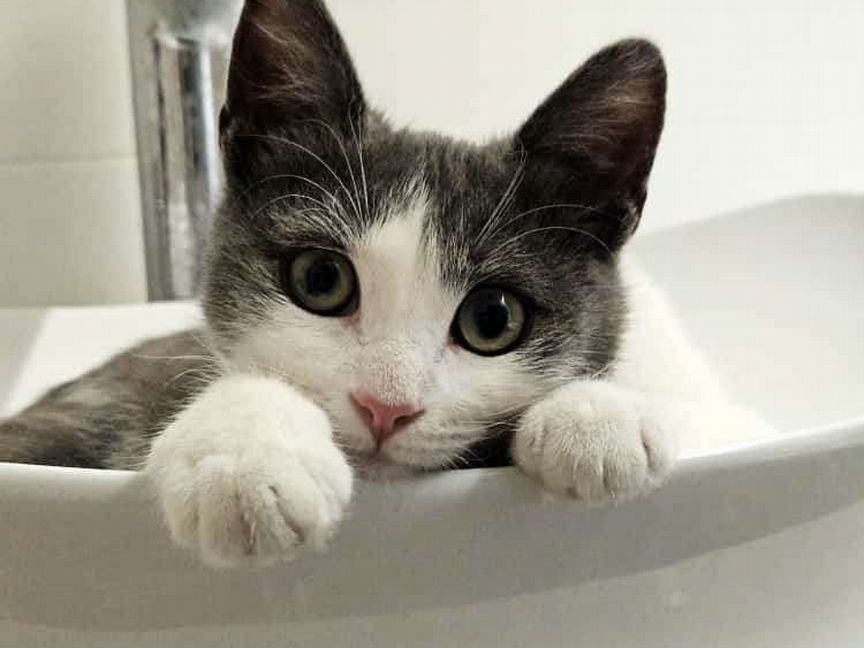 Очень ласковый котенок-подросток.,5 месяцев