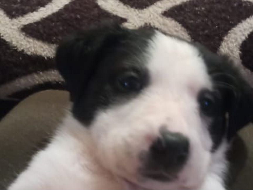 Щенки алабая