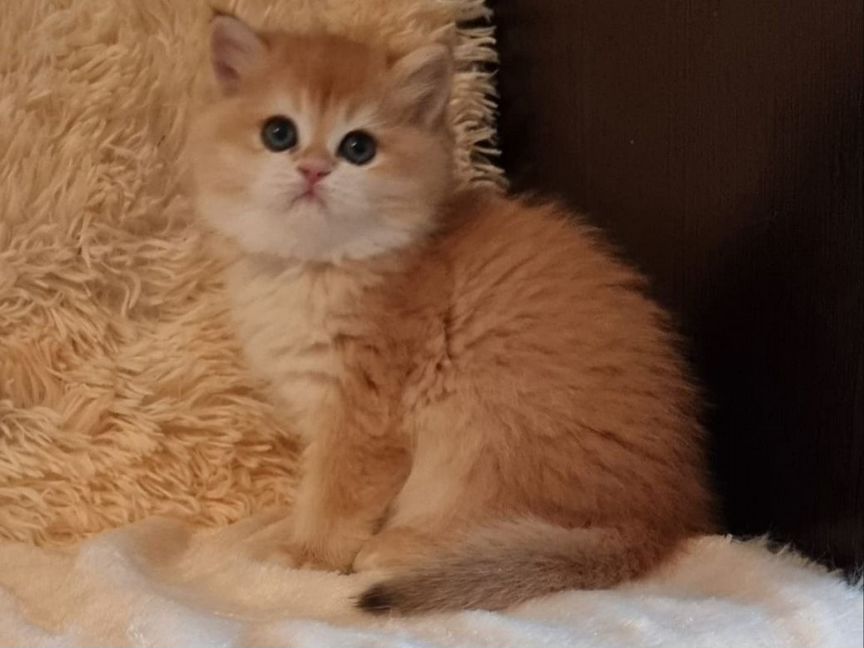 Британские золотые котята