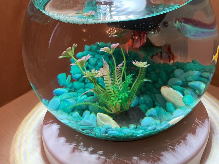 Продам круглый аквариум с рыбками