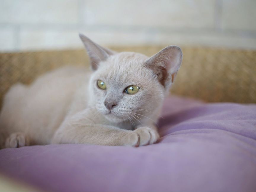 Бурманские котята